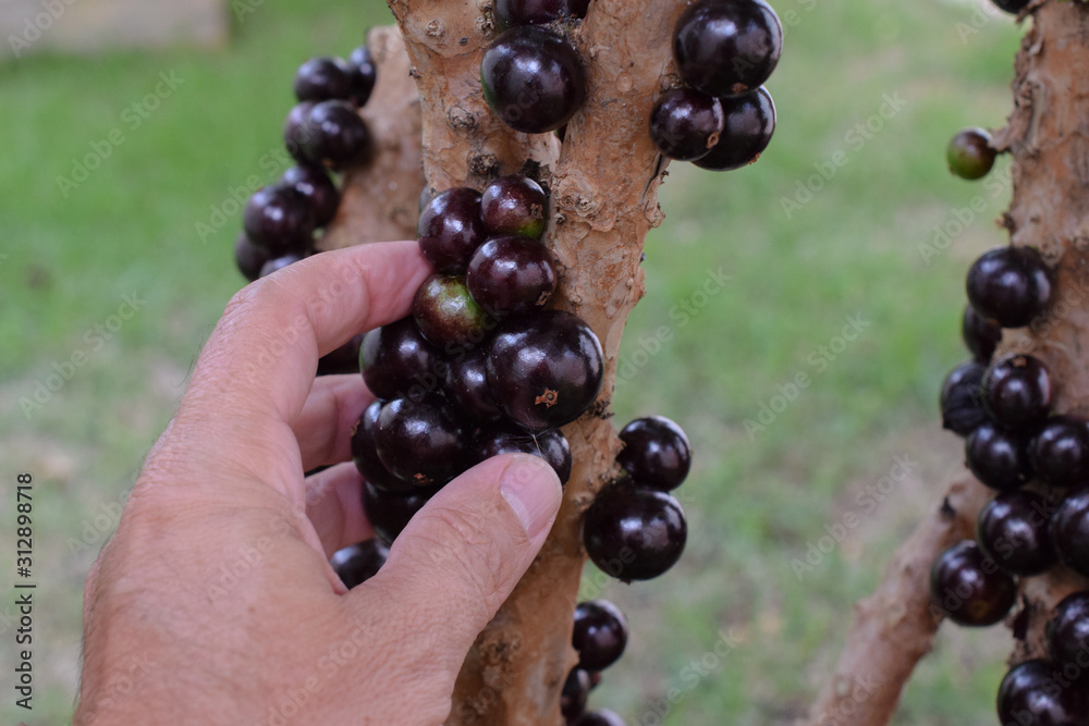 Fruit. Exotic. Ripe jabuticaba on the tree ready to harvest. Jaboticaba ...