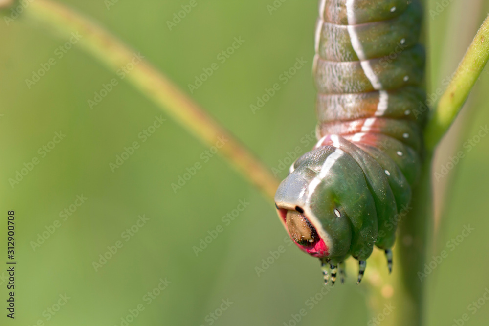 Harpy big spotted caterpillar. The green caterpillar is a large fork ...