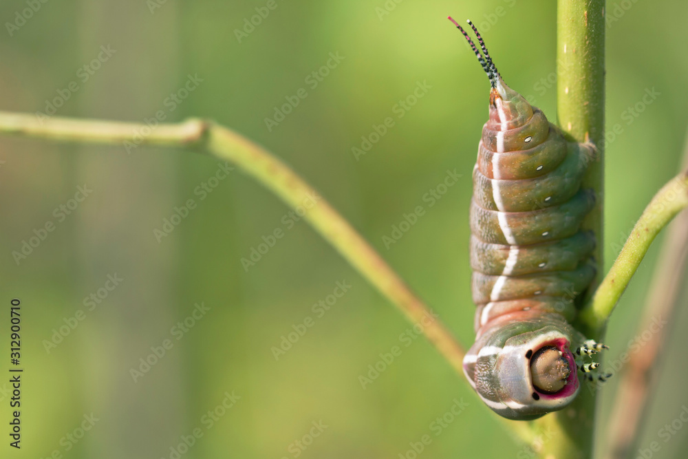 Harpy big spotted caterpillar. The green caterpillar is a large fork ...