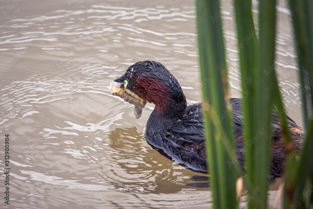 pato vs cangrejo Stock Photo | Adobe Stock