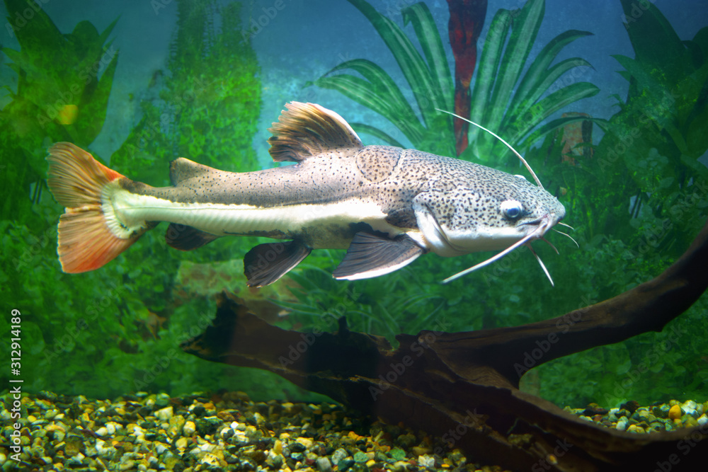 Catfish. Red-tailed catfish in an aquarium . Stock Photo | Adobe Stock