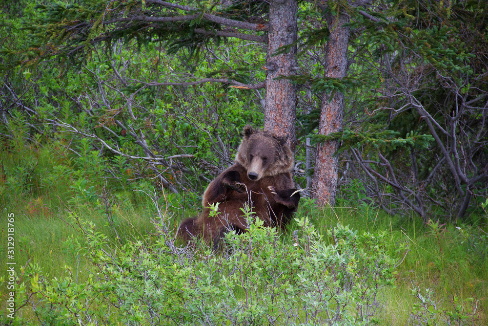 Jungle Book Baloo Bear The Bare Necessities Stock Photo | Adobe Stock