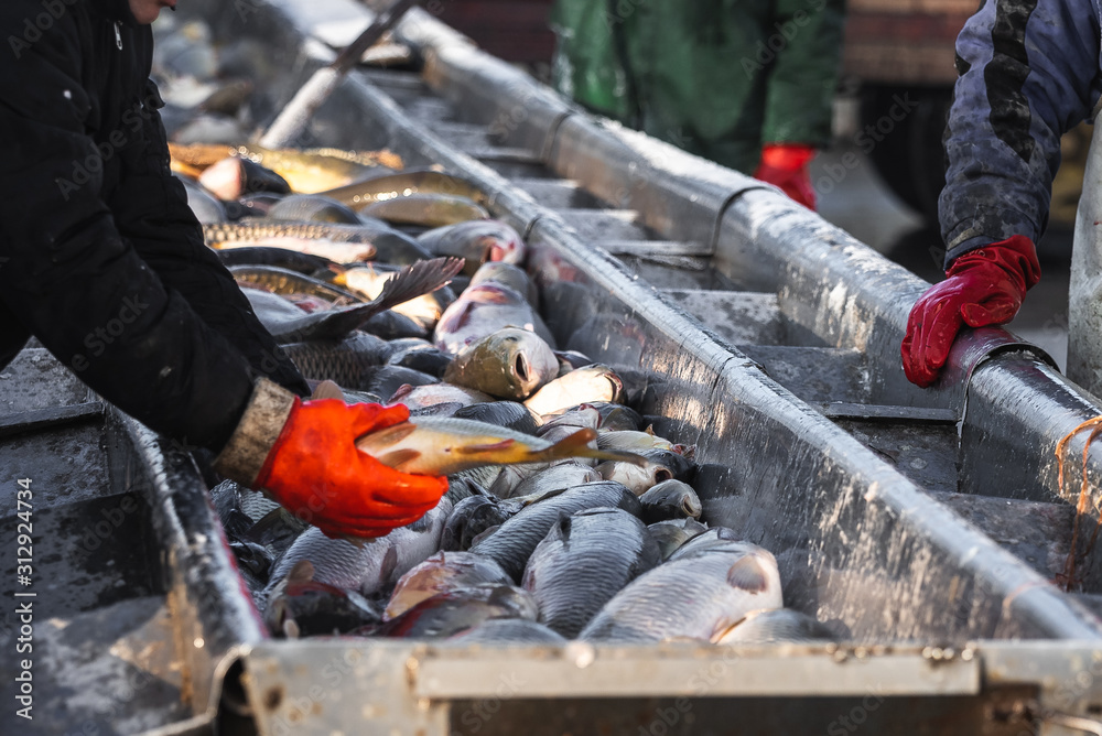 fishermen in production with their hands pick and sort fish #312924734 ...