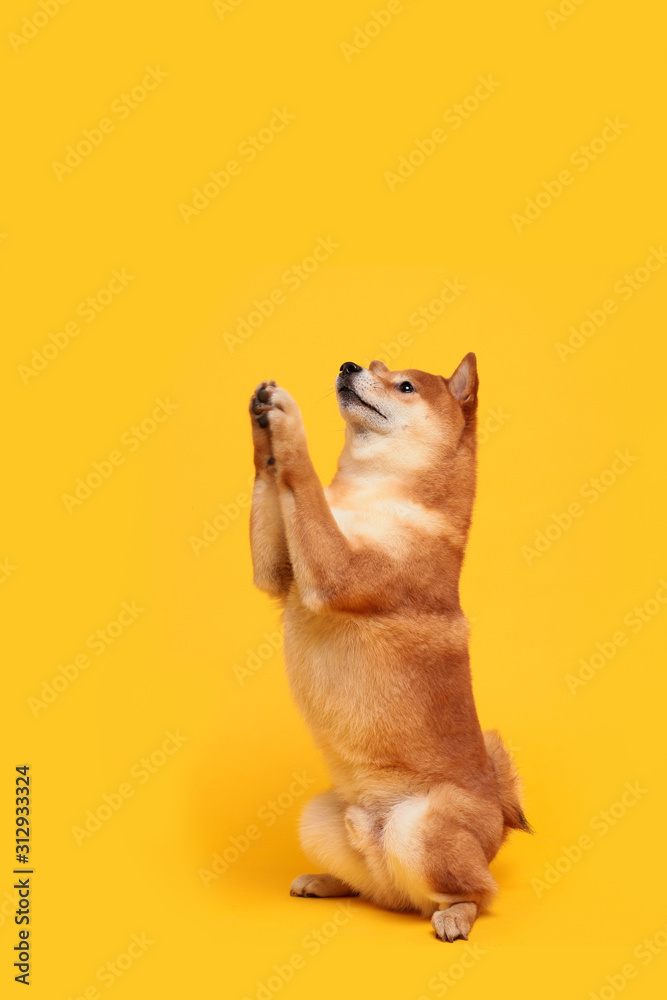 Smiling Dog Japanese