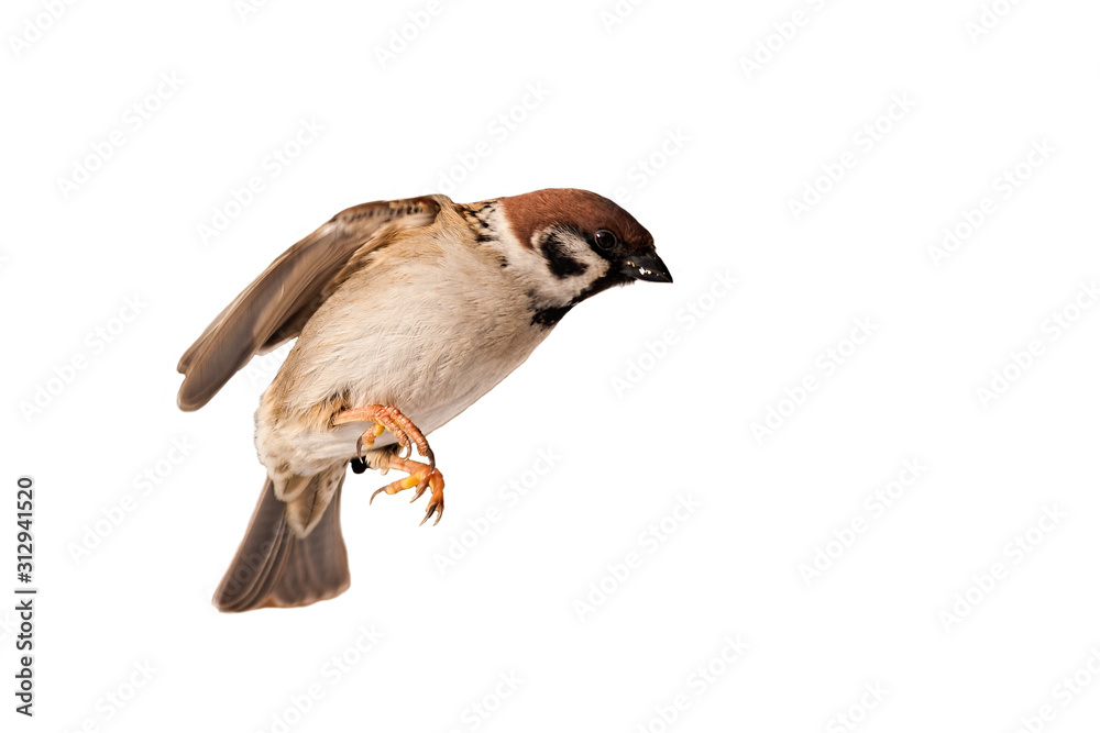 Eurasian tree sparrow, passer montanus, landing with wings open ...