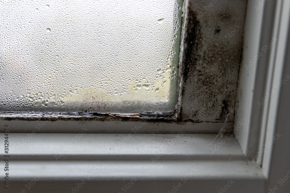 Mold fungus and moist in right corner of window frame and on glass ...