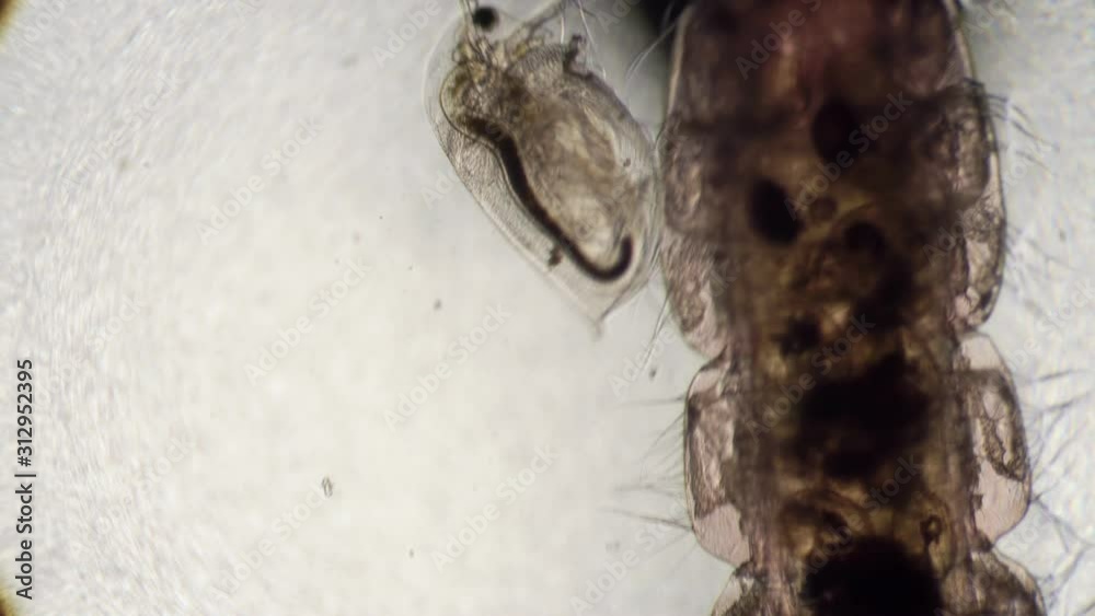 The larva of the mosquito moth and crustacean Daphnia swim in place ...