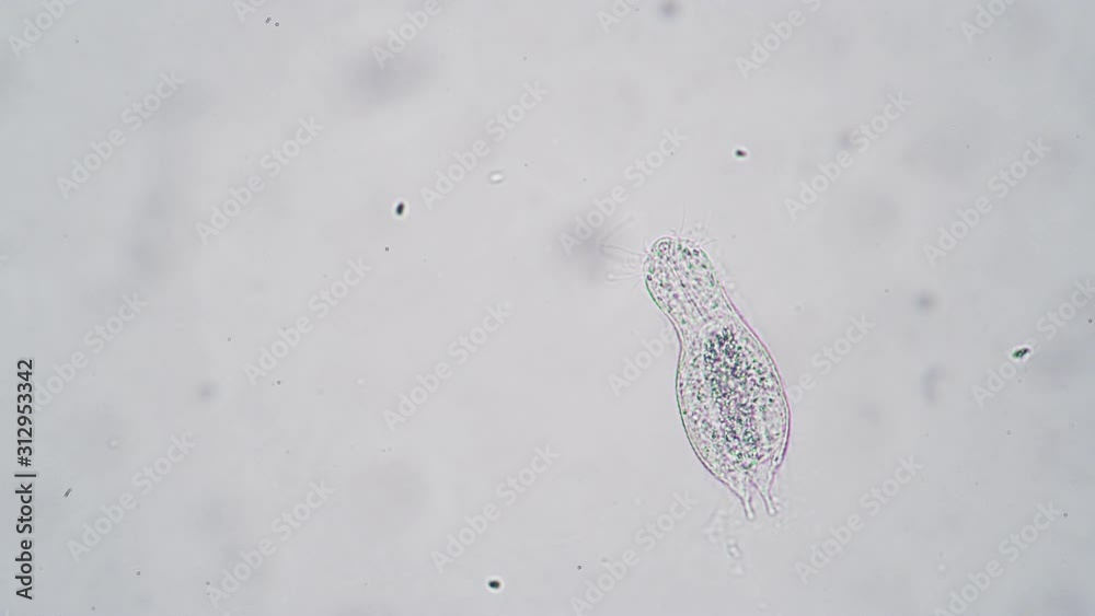 Microscopic transparent worm Gastrotricha with visible organs. Theme of ...