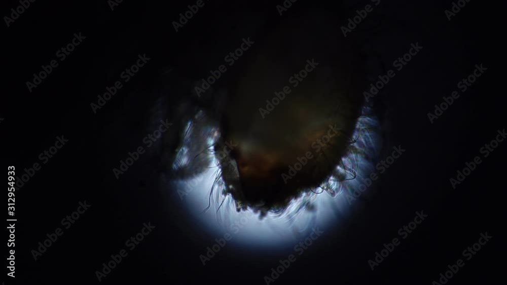 Translucent head larva a home pest The drugstore beetle on a black ...