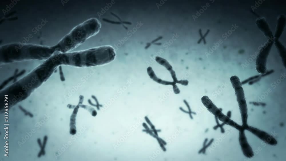 Chromosomes. Loopable. Blue. Highly detailed animation of chromosomes ...