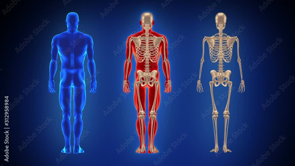 Three full length human bodies. Loopable. Alpha matte. Blue background ...