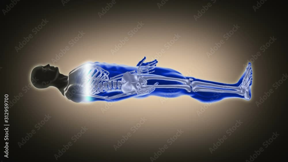 Vidéo Stock Full length human body. Scan. Loopable. Blue and white ...