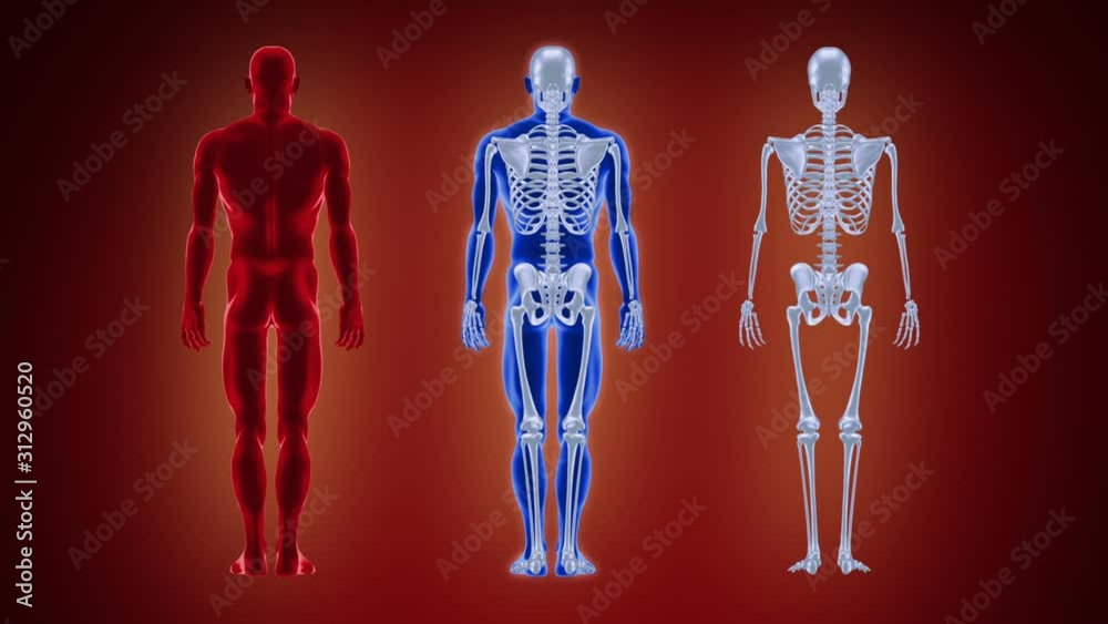 Three Full length human bodies. Alpha matte. Blue and red. Highly ...