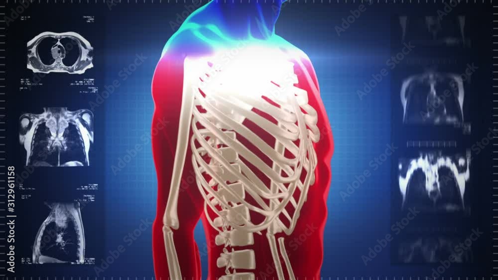 Vidéo Stock Highly detailed torso scan. Loopable. Red and white. Blue ...