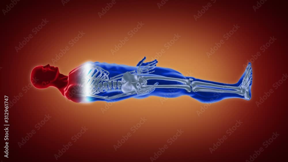 Full length human body scan. Loopable. Blue/white. Red background ...