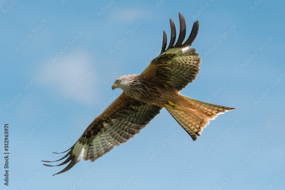 Red Kite Stock Photo | Adobe Stock