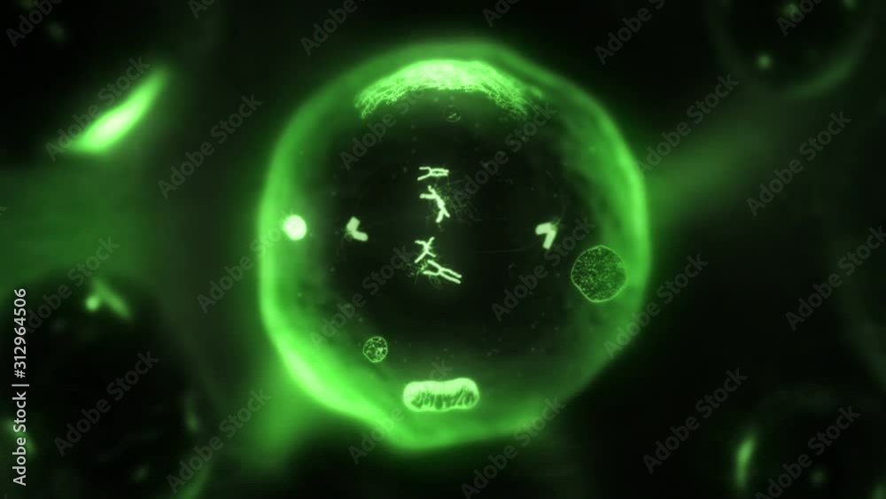 Stages of mitosis. Loopable. Biology background. Green and black. Human ...