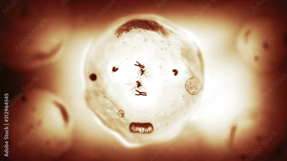 Stages of mitosis. Biology background. Brown. Human and animal cells ...