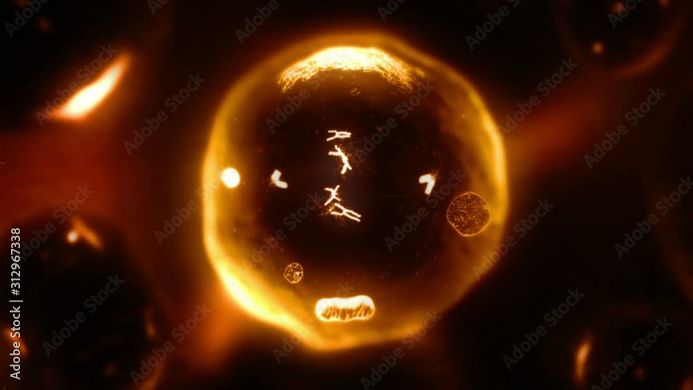 Stages of mitosis. Loopable. Biology background. Orange. Human and ...