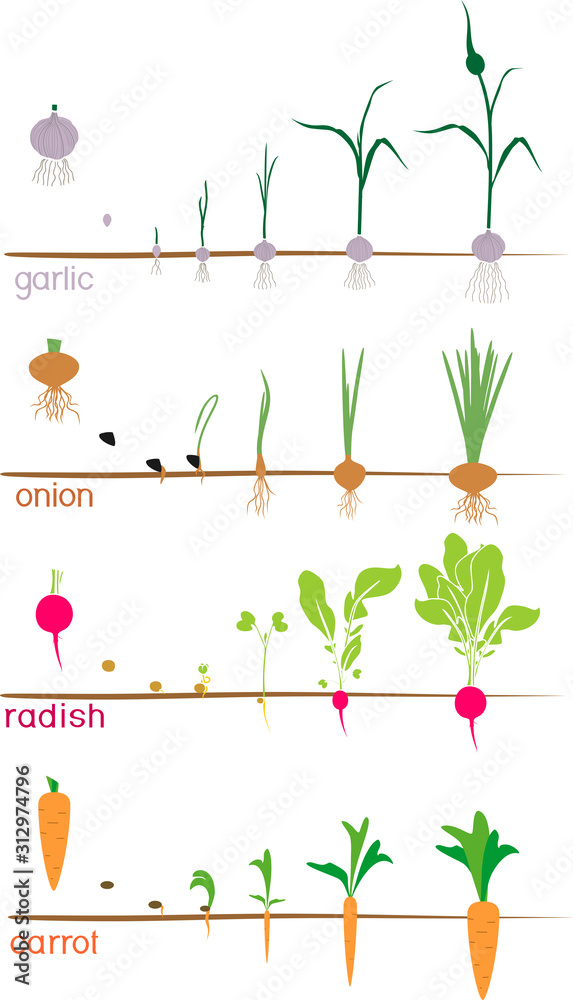 Set of life cycles of vegetable plants (garlic, radish, carrot and ...