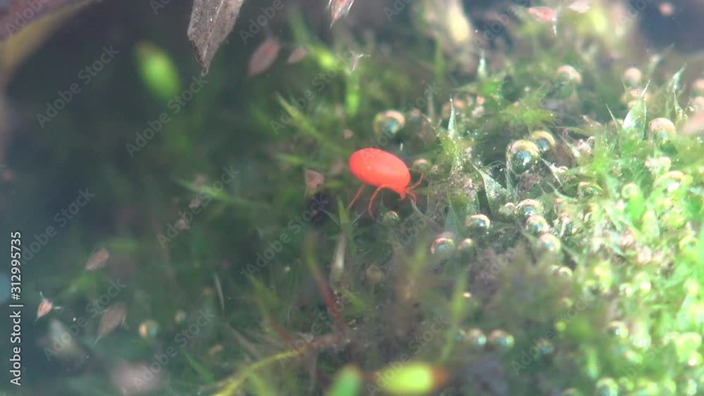 Hydrachna is genus of mites in family Hydrachnidae, sole genus of ...