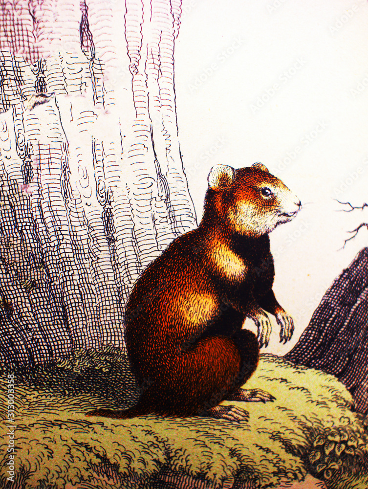 Hamster in a vintage book History of animals, by Shubert/Korn, 1880, St ...
