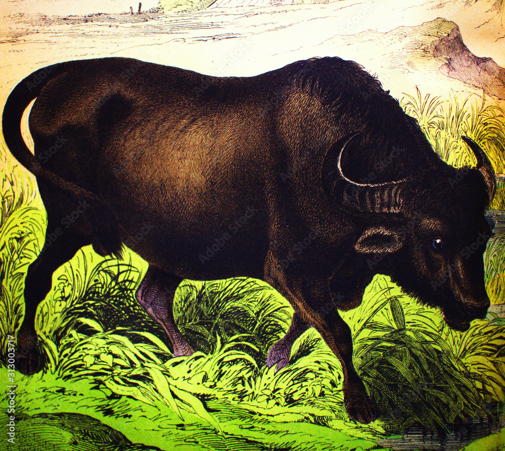 Buffalo in a vintage book History of animals, by Shubert/Korn, 1880, St ...