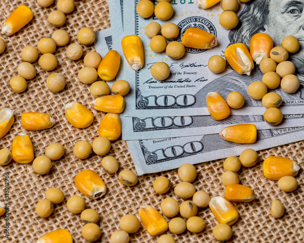 Soybean seed and corn kernels with 100 dollar bills on burlap ...