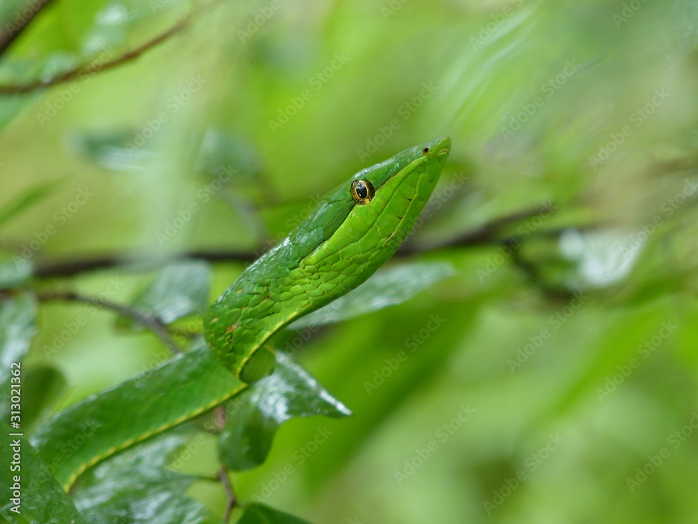 Oxybelis fulgidus, commonly known as the green vine snake or the ...