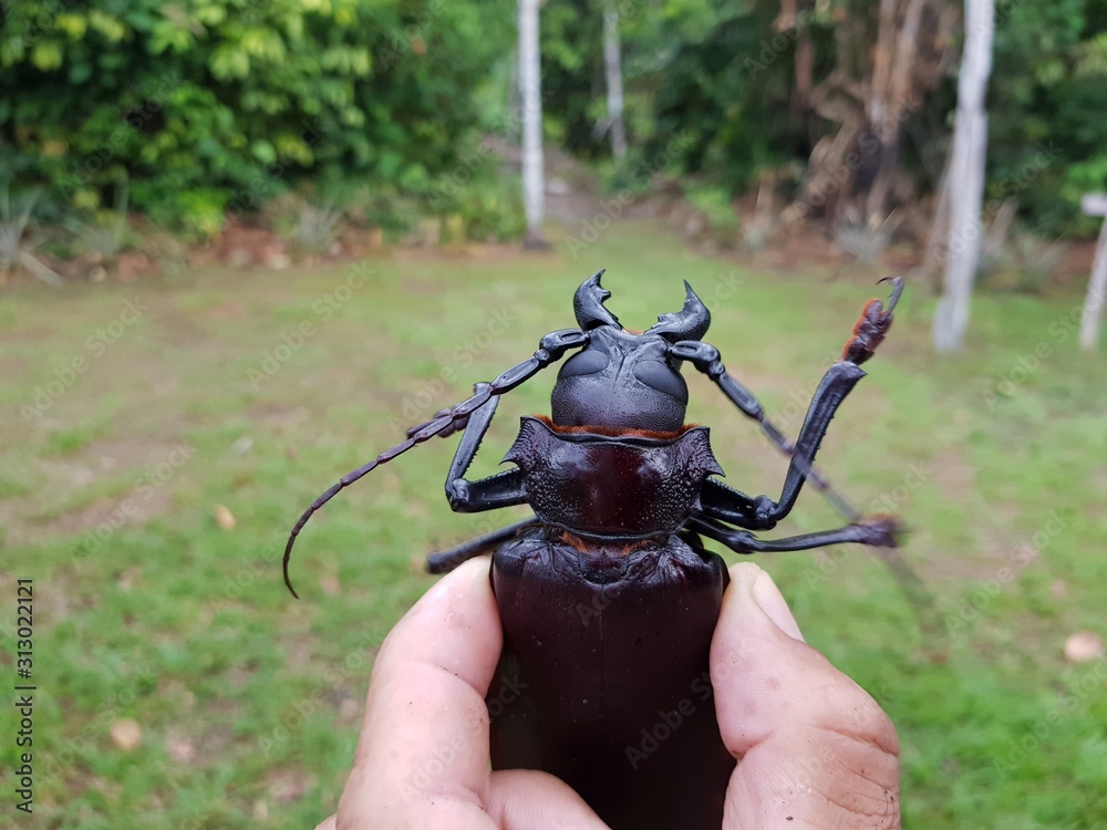 Titan beetle (Titanus giganteus) Cerambycidae family. Location: Near ...