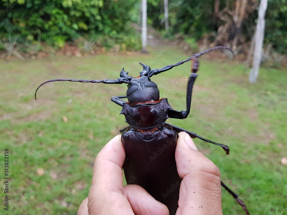 Titan beetle (Titanus giganteus) Cerambycidae family. Location: Near ...