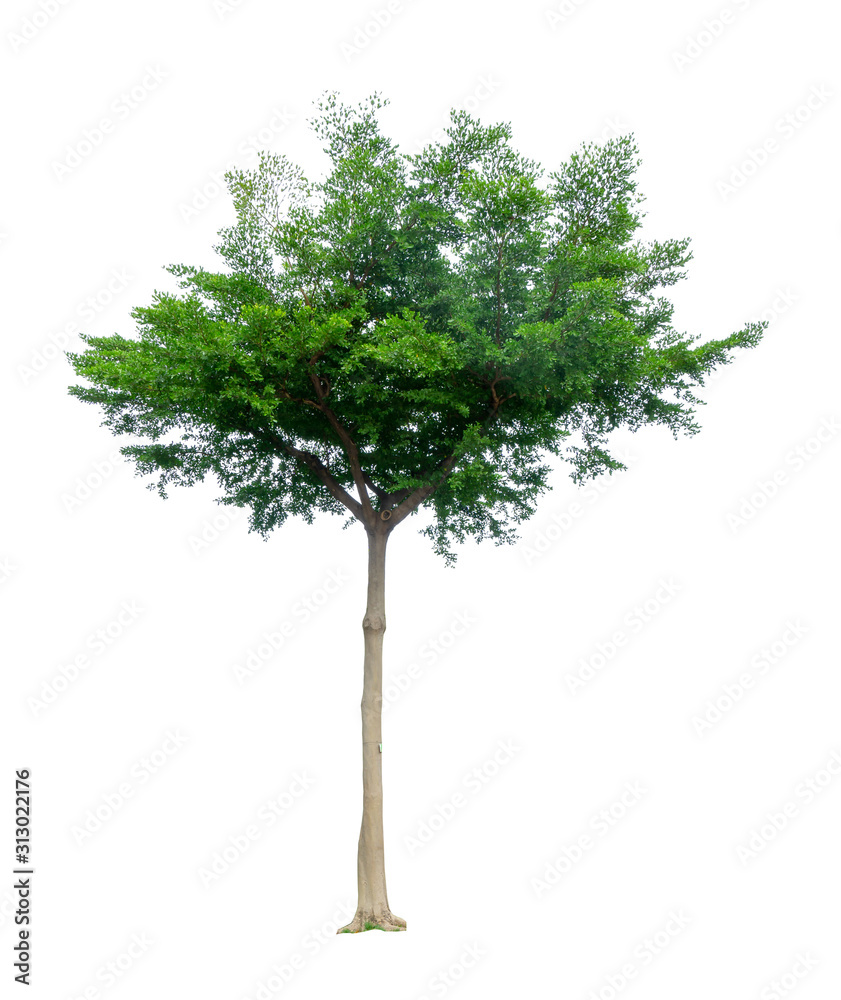 Single tree isolated, a Black afara trees, known as many name are Ivory ...