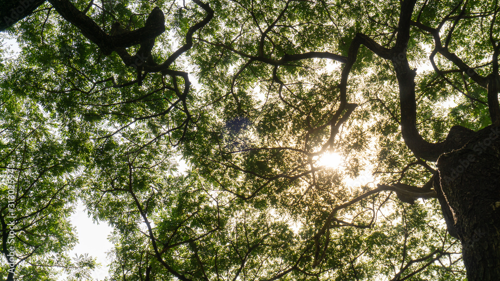 Upward view image to greenery leaves branches of big Rain tree plant ...