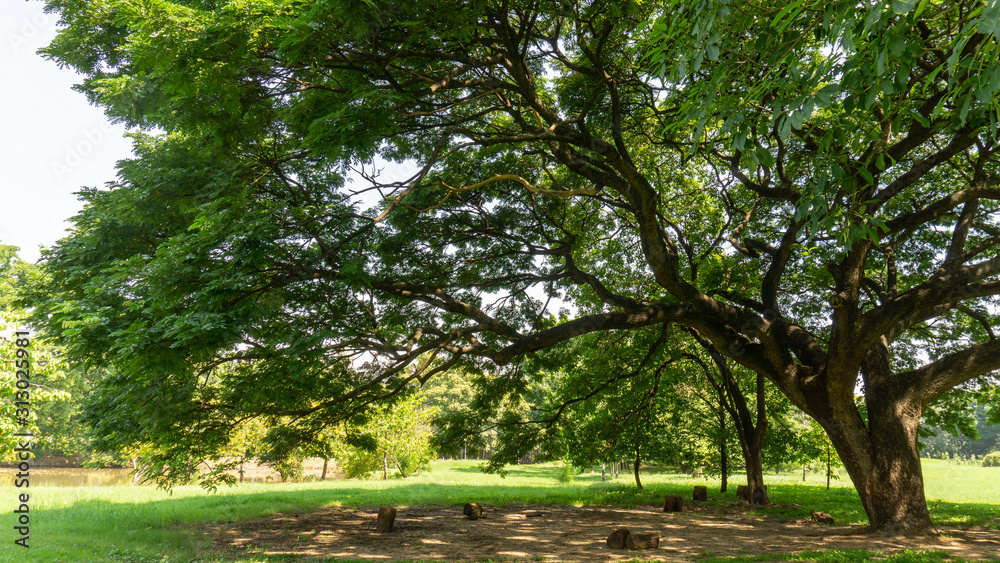 The greenery leaves branches of big Rain tree sprawling cover on green ...