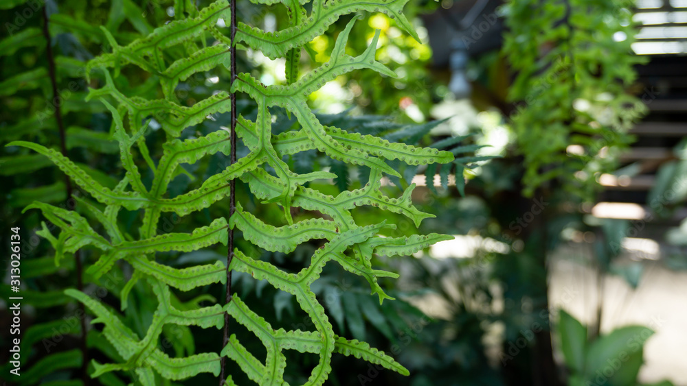 Evergreen leaf of fish tail fern, know as Wart fern of Hawii commonly ...