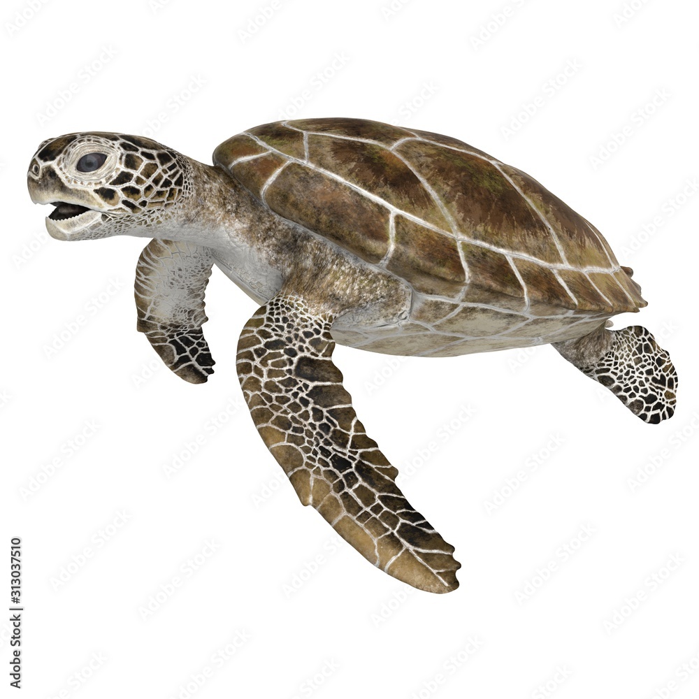 3d rendered green sea turtle isolated on white background Stock ...