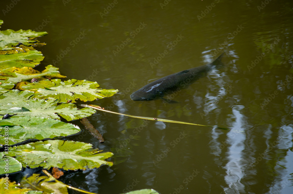 The common carp or European carp (Cyprinus carpio) is a widespread ...