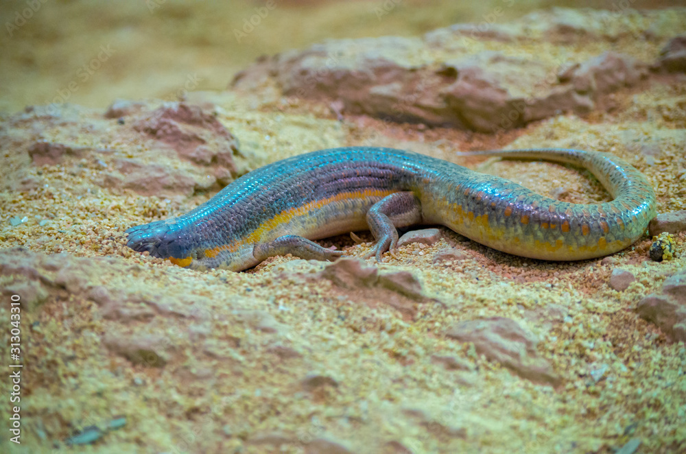 Eumeces schneiderii, commonly known as Schneider's skink or the Berber ...