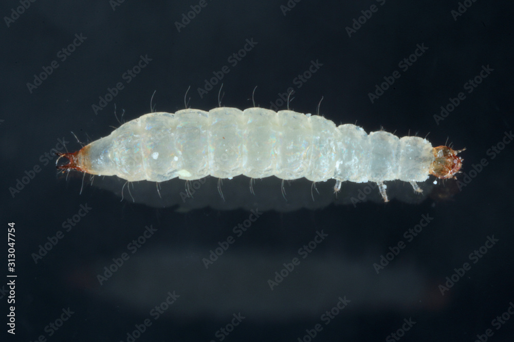 Larva of grain beetle Cryptolestes ferrugineus is a beetles of the ...