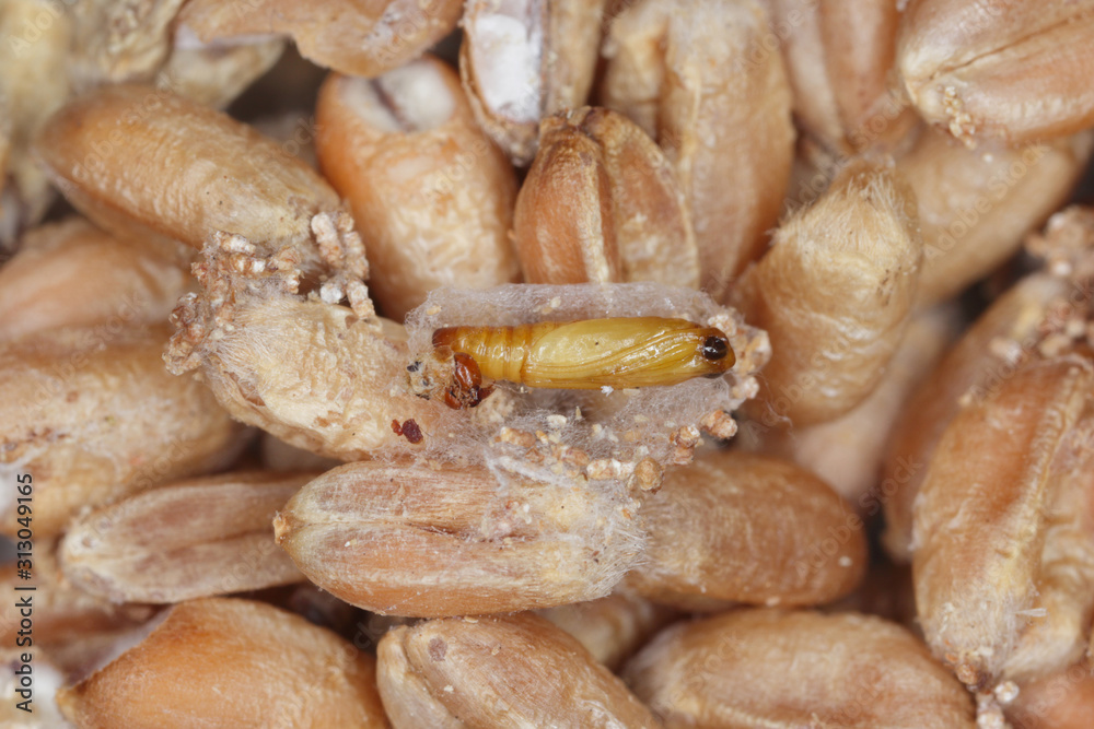Pupa of of Indianmeal moth or Indianmeal moth – Plodia interpunctella on grain Stock Photo ...