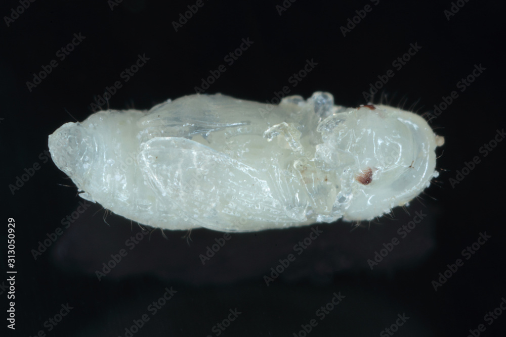 Foto de Pupa of Rhyzopertha dominica commonly as the lesser grain borer ...