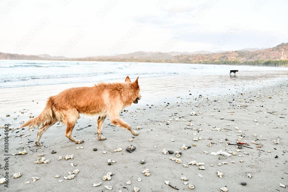 dog on beach, photo as a background , taken in Samara, Nicoya, Costa ...