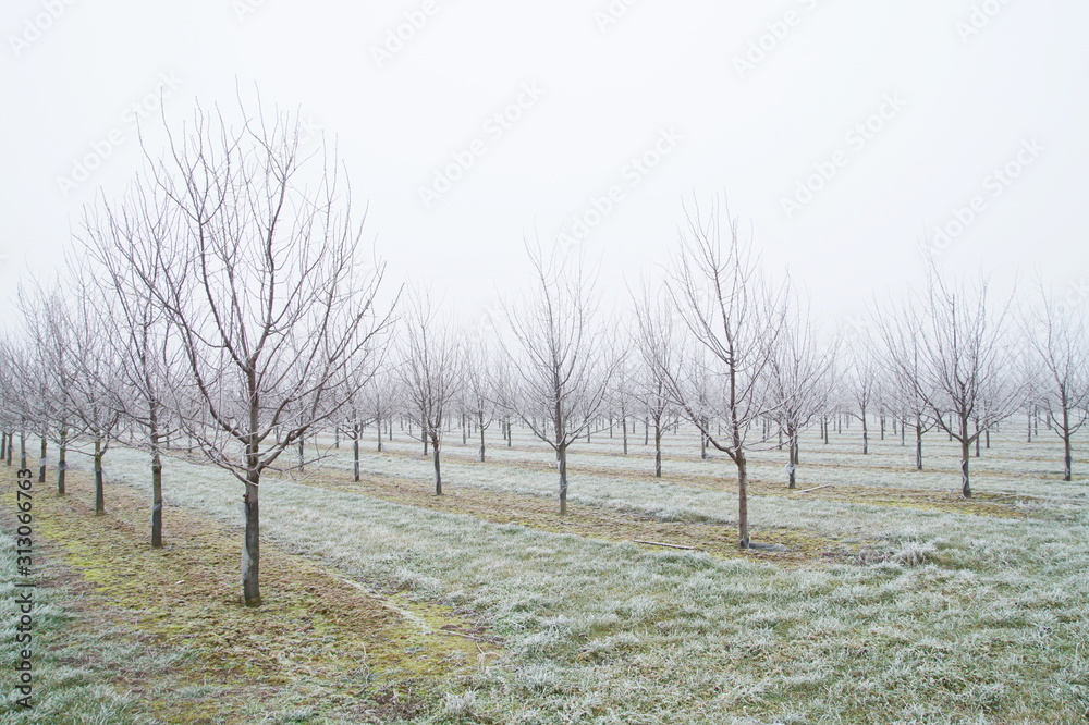 plantation of fruit trees. plum trees after a freezing rain storm in ...