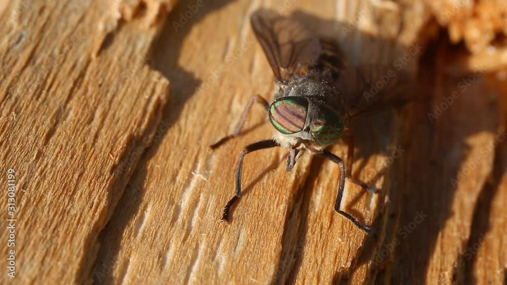 Pale Giant Horse-fly (Tabanus bovinus), eyes and muzzle close-up Stock ...