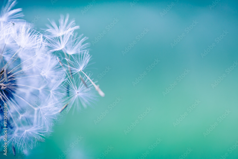 Fotografia do Stock: Peaceful artistic nature background of dandelion ...