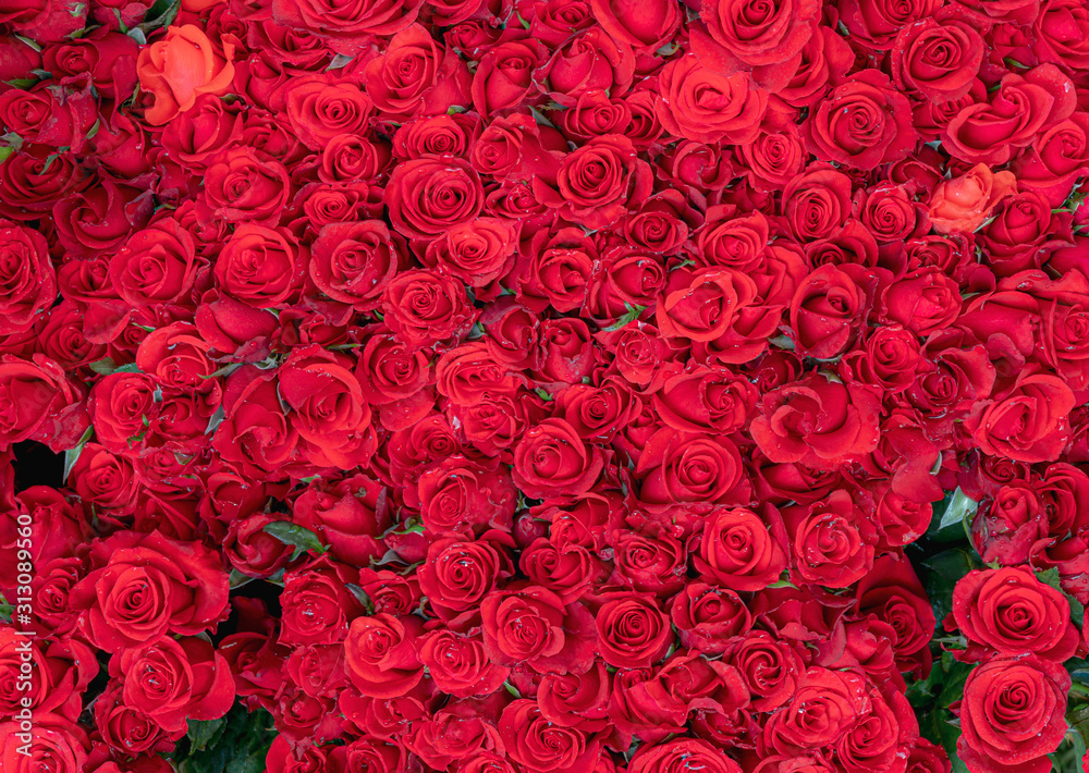 Natural red roses texture background,Beautiful Rose texture for cover ...