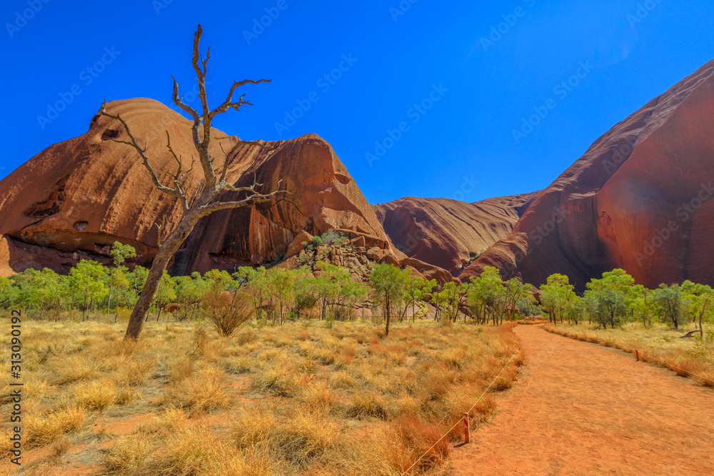 Sand footpath and bush vegetation in winter season at Kuniya walk in ...