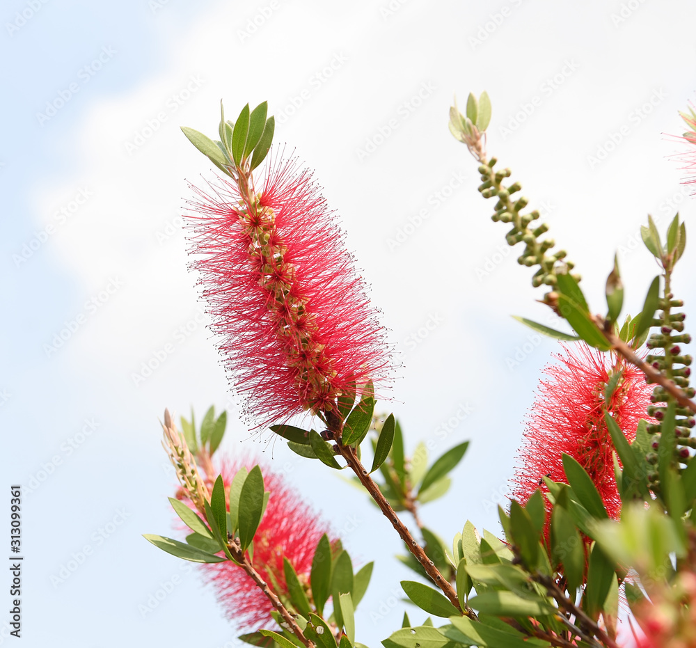 Poster Callistemon rigidus plant with green and red leaves citrius ...