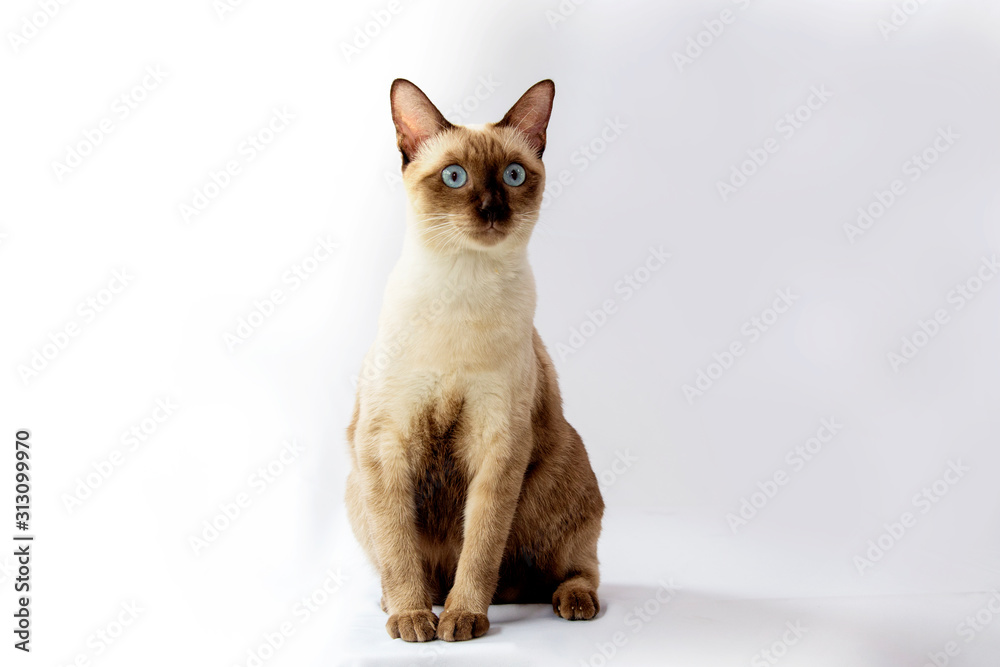 Foto de Siamese cat are sitting on white background. Portrait of thai ...