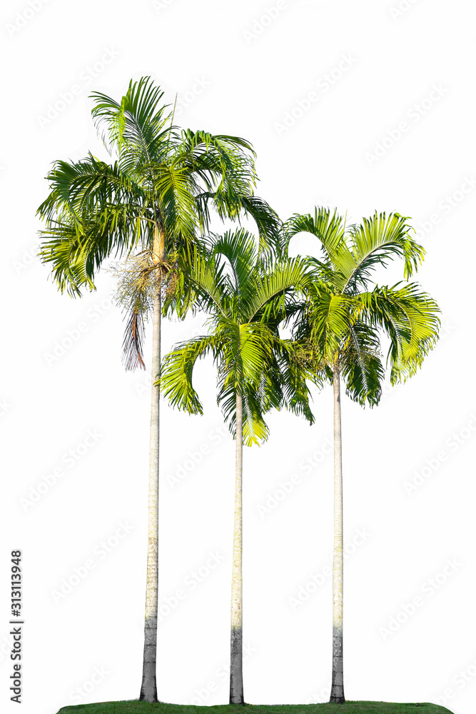 palm tree isolated on white background Stock Photo | Adobe Stock